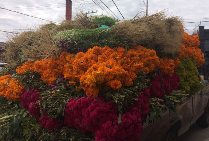 Producirá San Pedro Cholula más de cuatro mil toneladas de flor de ...